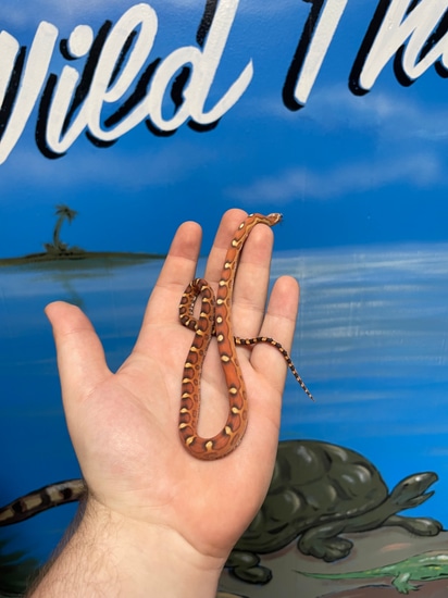Scaleless Corn Snake by Whiskers Wings and Wild Things