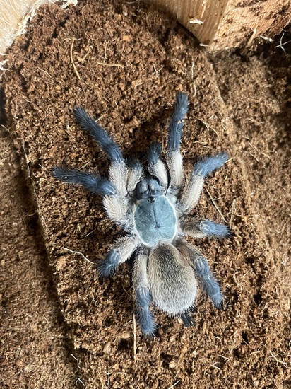 Socorta Island Blue Baboon Tarantula 2-3 Inch by Whiskers Wings and ...