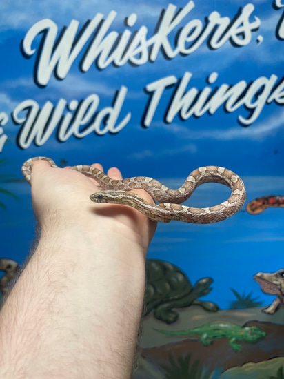 Ghost Specter Corn Snake by Whiskers Wings and Wild Things