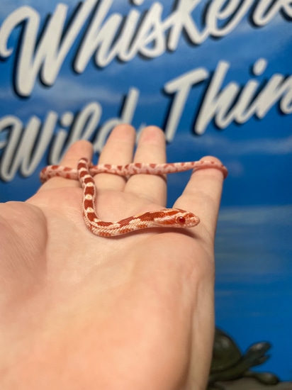 Albino Corn Snake by Whiskers Wings and Wild Things