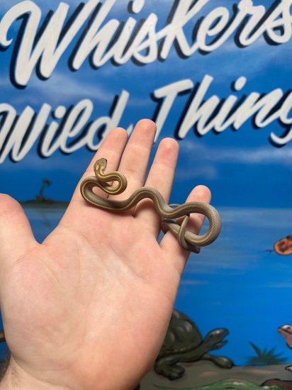 Caramel Corn Snake by Whiskers Wings and Wild Things