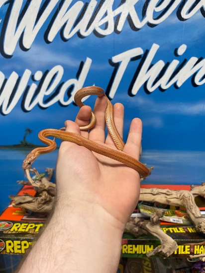 Stripe Corn Snake by Whiskers Wings and Wild Things