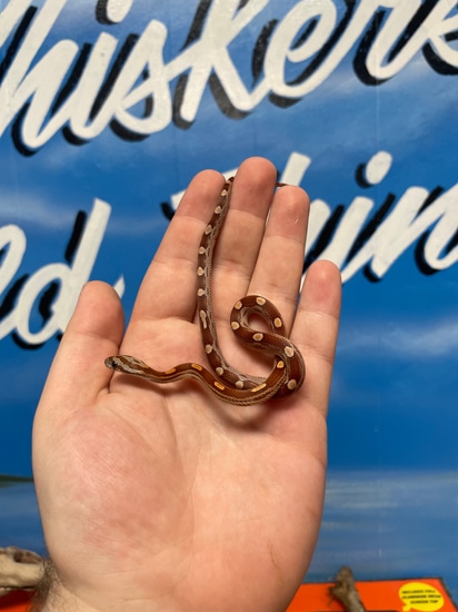Motley Corn Snake by Whiskers Wings and Wild Things