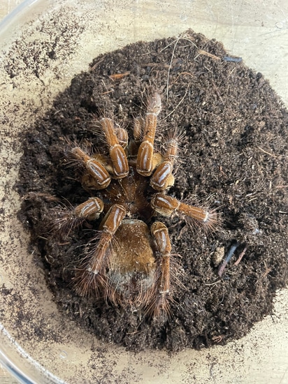 Goliath Bird Eater I Juvenile - Adult Tarantula by Whiskers Wings and ...