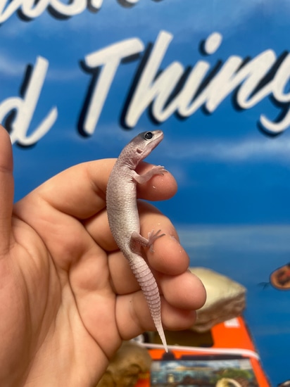 Blizzard Leopard Gecko by Whiskers Wings and Wild Things