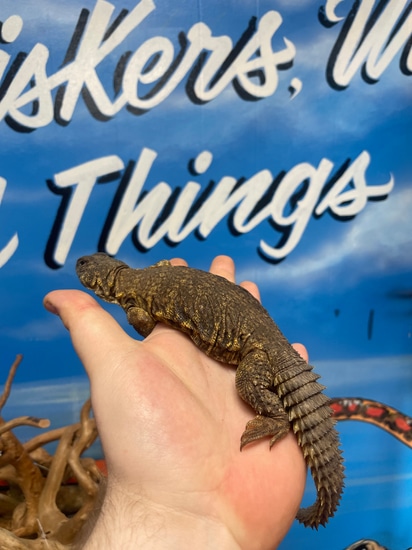 Yellow Niger Uromsastyx Uromastyx by Whiskers Wings and Wild Things