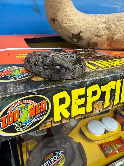 Central American Red Tail Boas Boa Constrictor by Whiskers Wings and ...