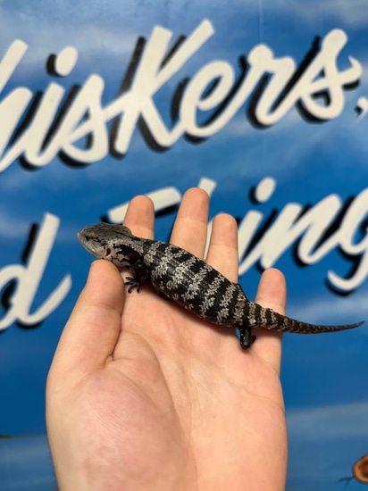 Axanthic Halmahera Blue Tongue Skink FREE SHIPPING Halmahera Blue ...