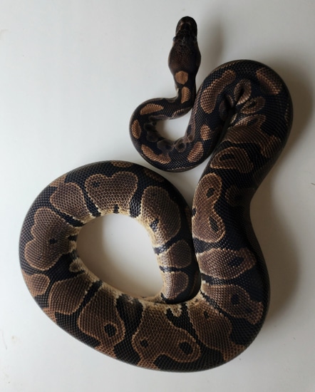 Normal Ball Python by Whiskey River Reptilia