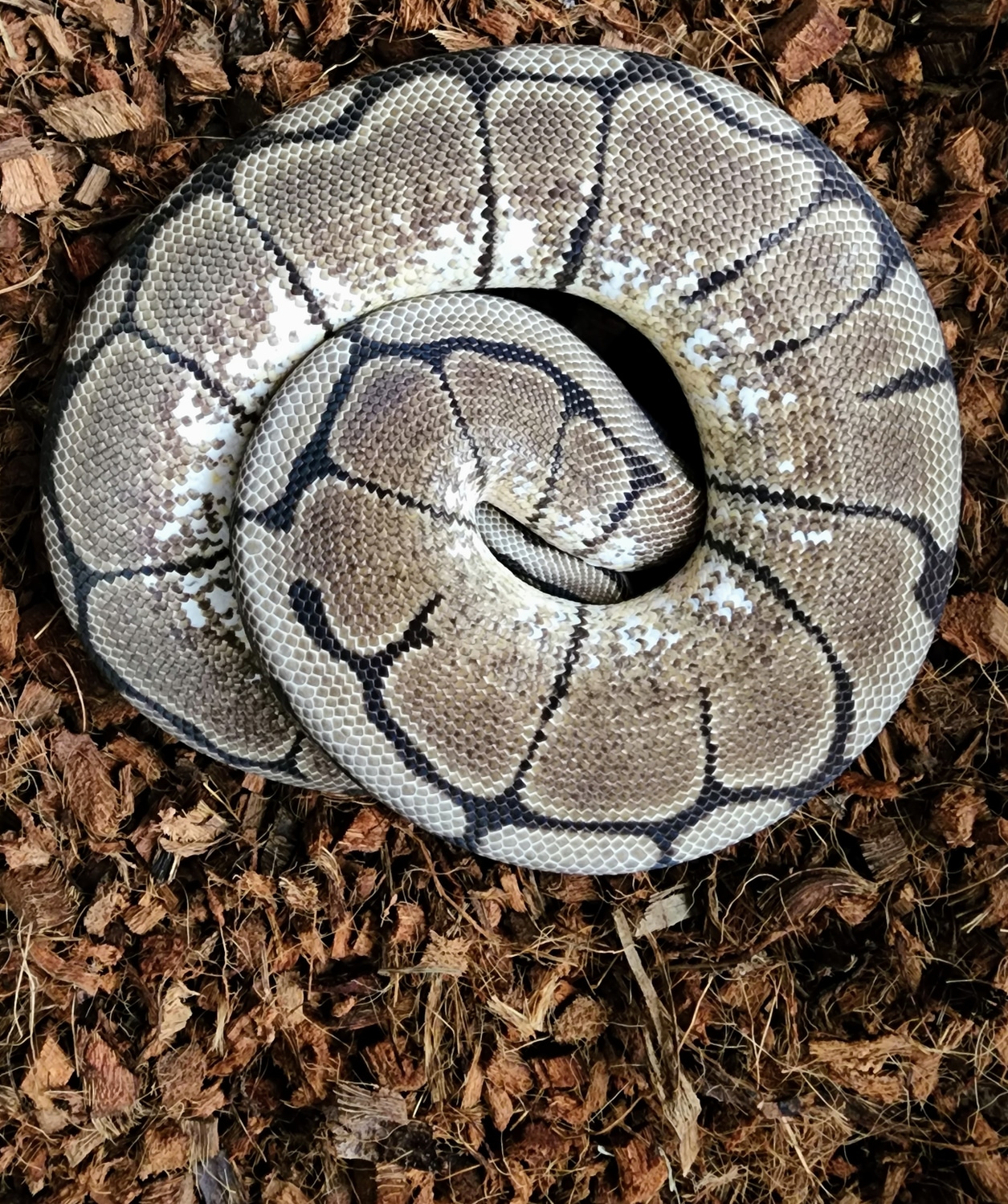 Spider (Free Shipping) Ball Python by Whiskey River Reptilia - MorphMarket