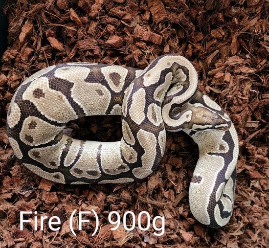 Fire Ball Python by Whiskey River Reptilia