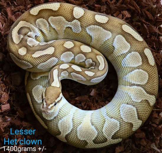 Lesser Het Clown (Free Shipping) Ball Python by Whiskey River Reptilia