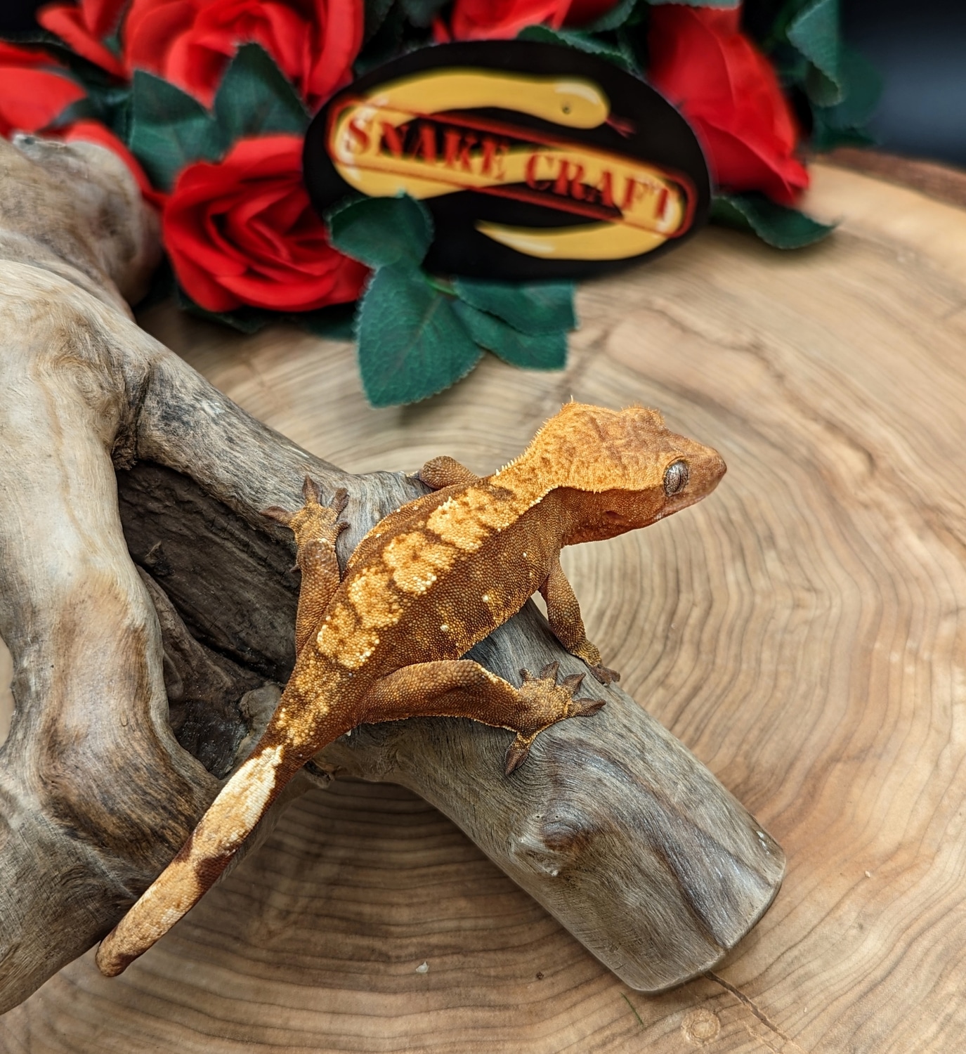 Flame Crested Gecko by SnakeCraft - MorphMarket