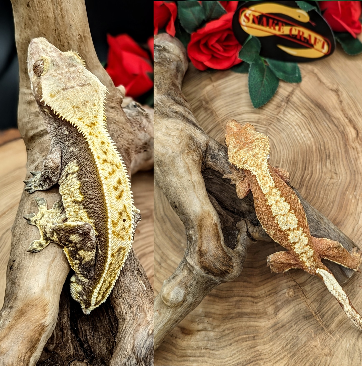 Flame Crested Gecko by SnakeCraft - MorphMarket