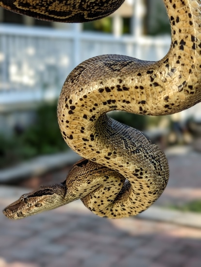 Keltic Het CA T+ Boa Constrictor by SnakeCraft