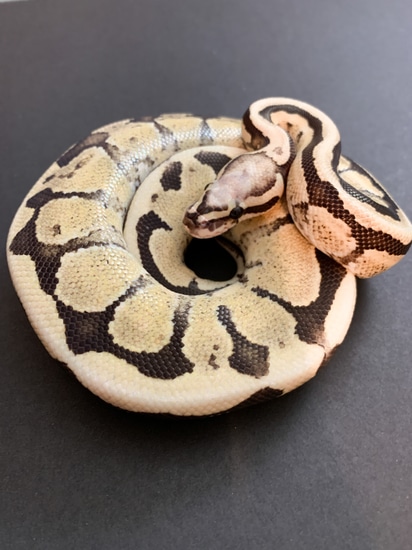 Super Vanilla Ball Python by Mad Mac Pythons