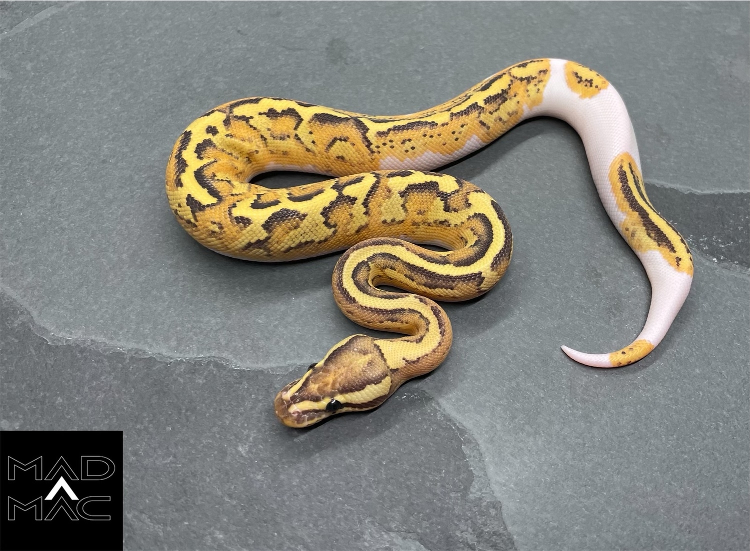 Disco Inferno High White Ball Python by Mad Mac Pythons - MorphMarket