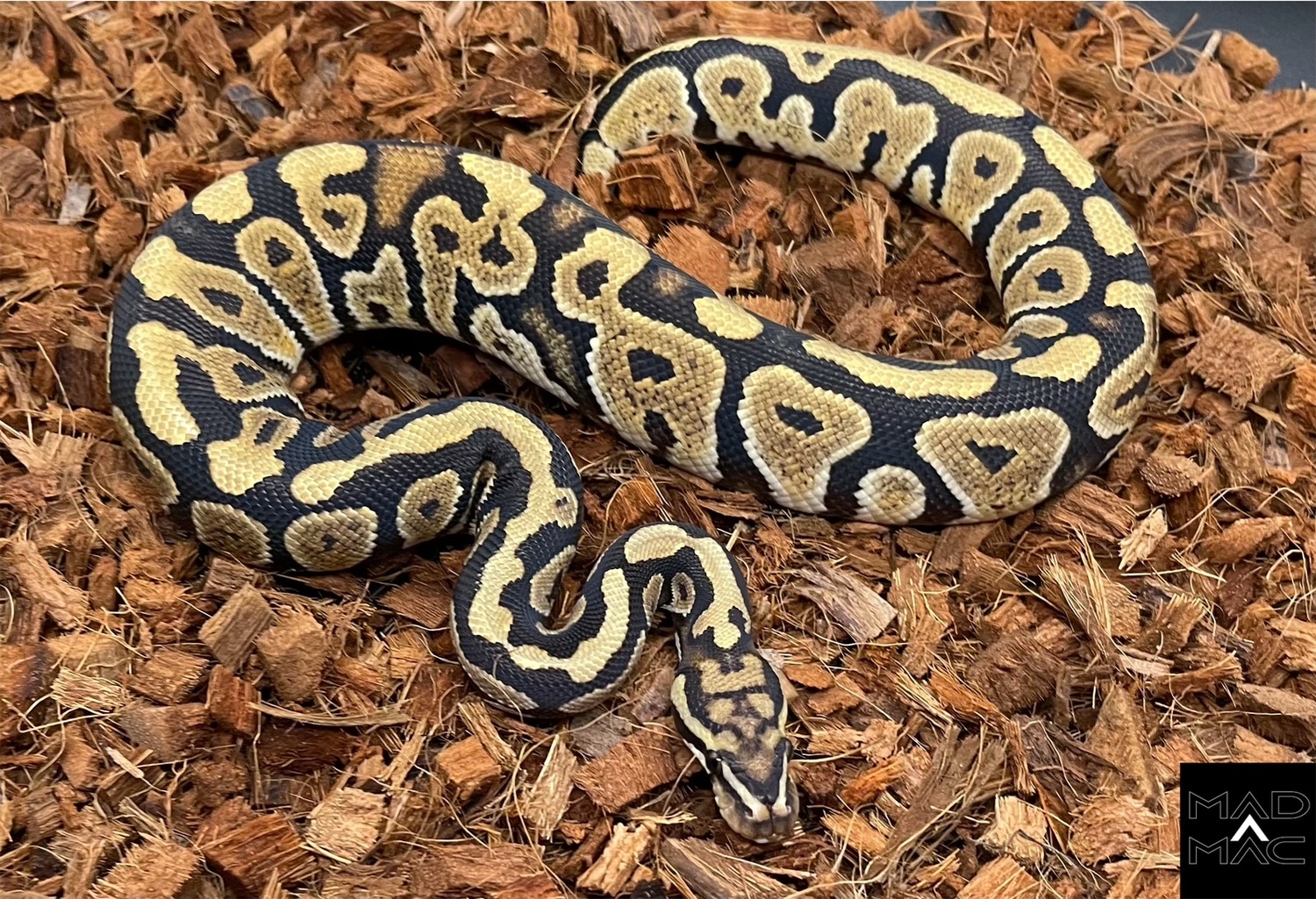 Spotnose Ball Python by Mad Mac Pythons - MorphMarket