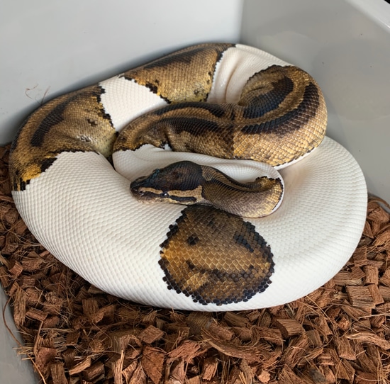 Emoji Pied - Proven Breeder Ball Python by Mad Mac Pythons