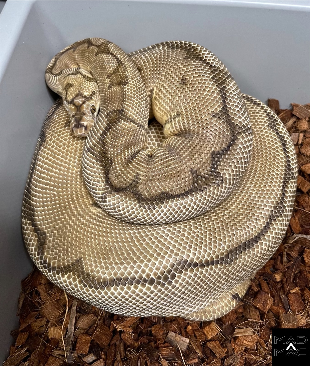 Proven Breeder Spider Clown Ball Python by Mad Mac Pythons - MorphMarket