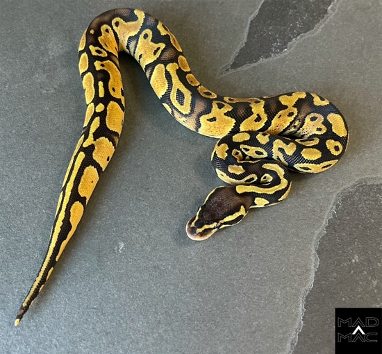 Sapphire Pastel Het Pied Ball Python by Mad Mac Pythons
