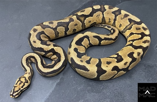 Sapphire Spotnose Fire Het Hypo Ball Python by Mad Mac Pythons