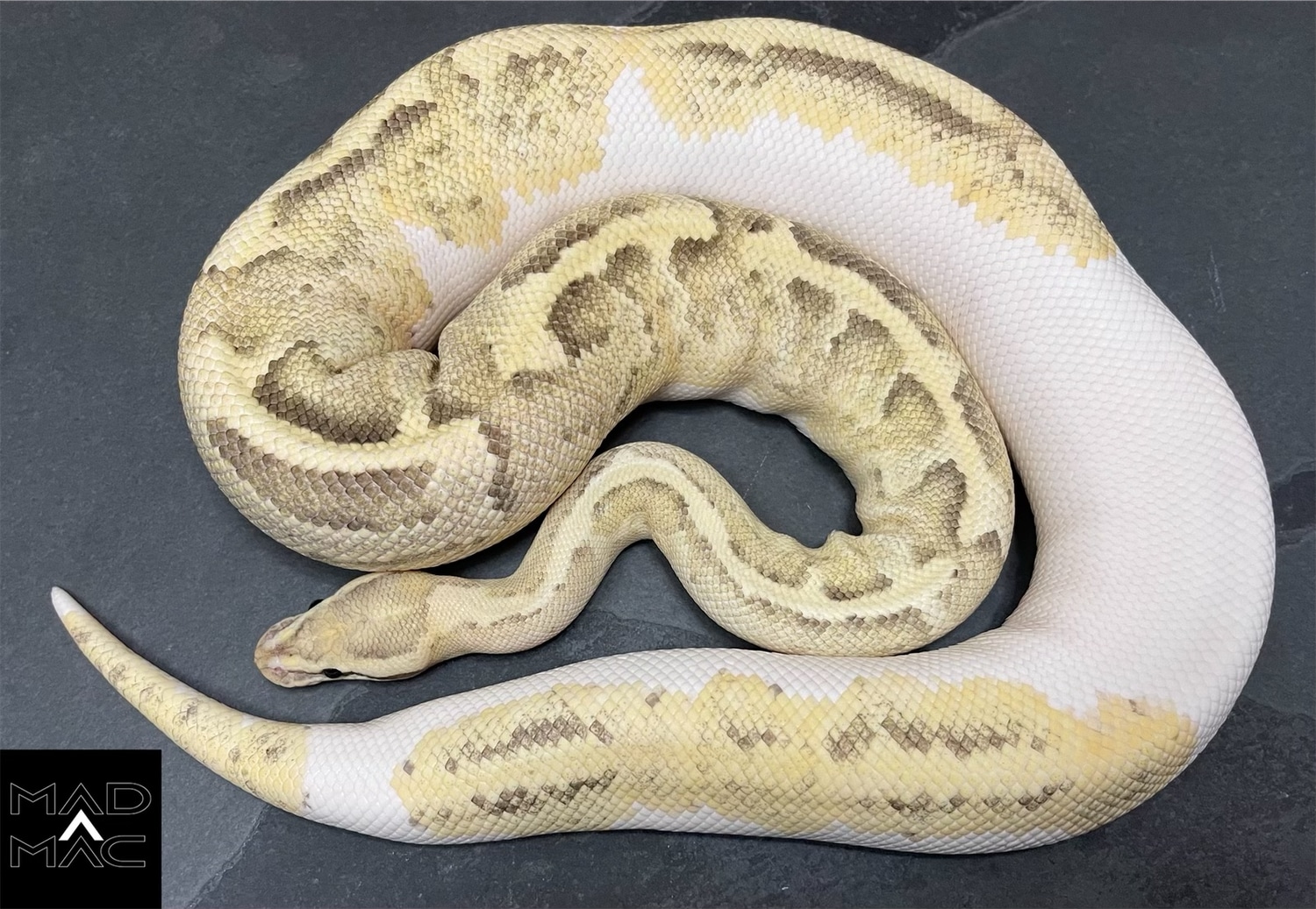 High White Disco Inferno Ball Python By Mad Mac Pythons Llc Morphmarket 