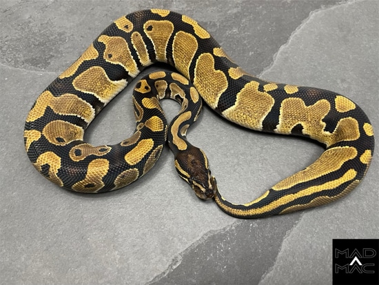 100% Het Pied Ball Python by Mad Mac Pythons