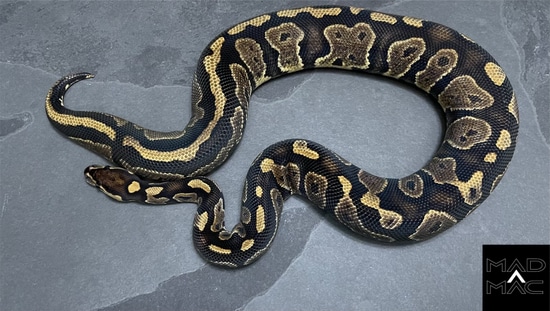 Sapphire Ball Python by Mad Mac Pythons