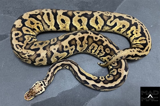 Sapphire Spotnose Yellow Belly Pastel Ball Python by Mad Mac Pythons