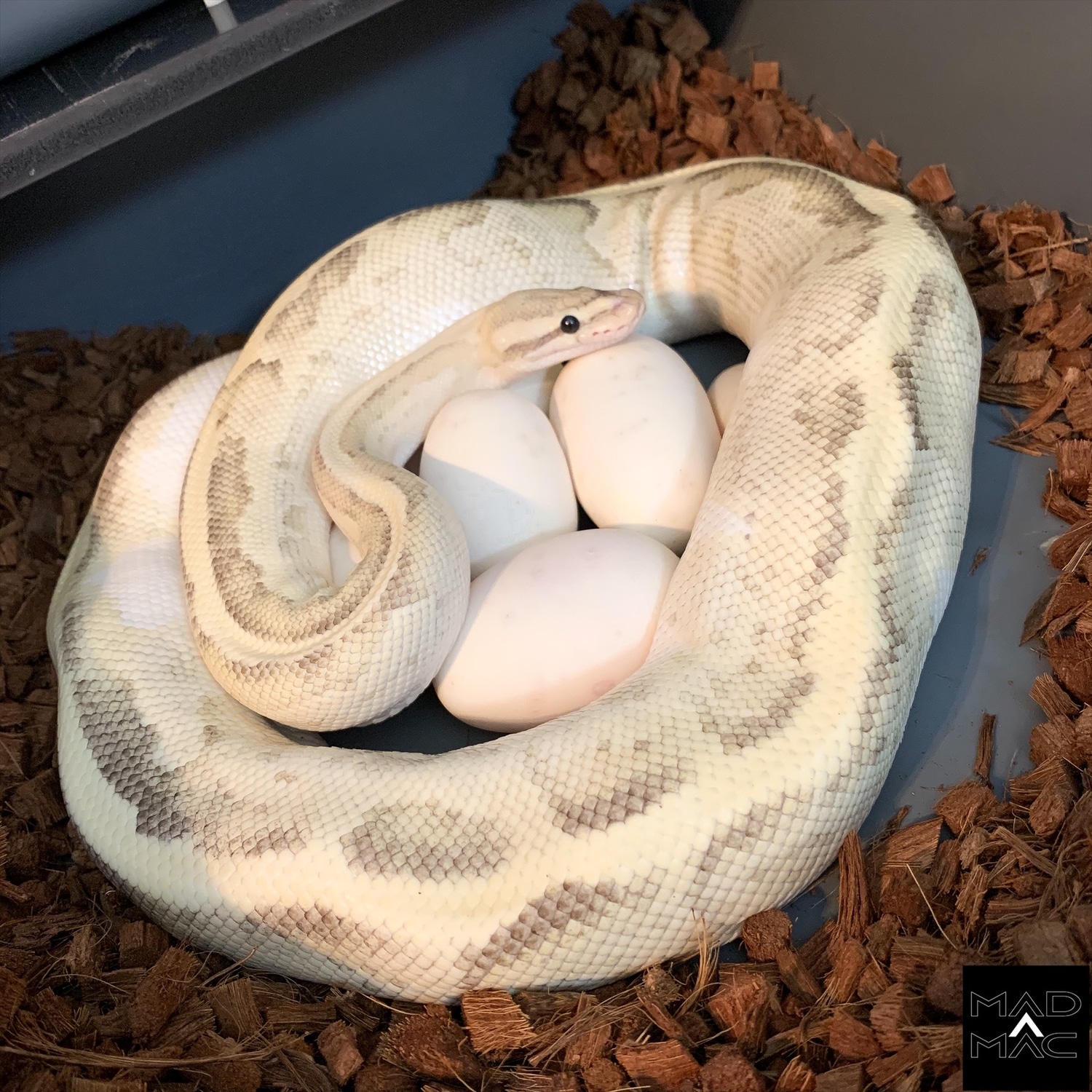 Proven Disco Inferno At 15mm Ball Python by Mad Mac Pythons LLC ...
