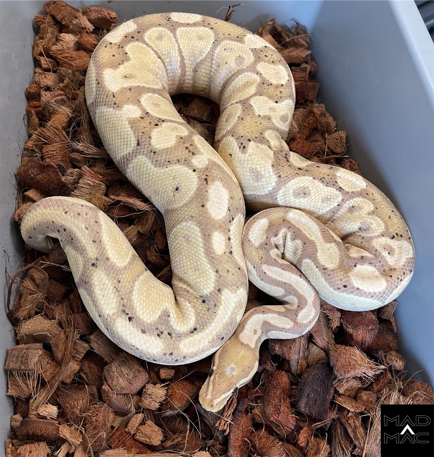 Banana Yellowbelly At 20mm Ball Python by Mad Mac Pythons LLC - MorphMarket