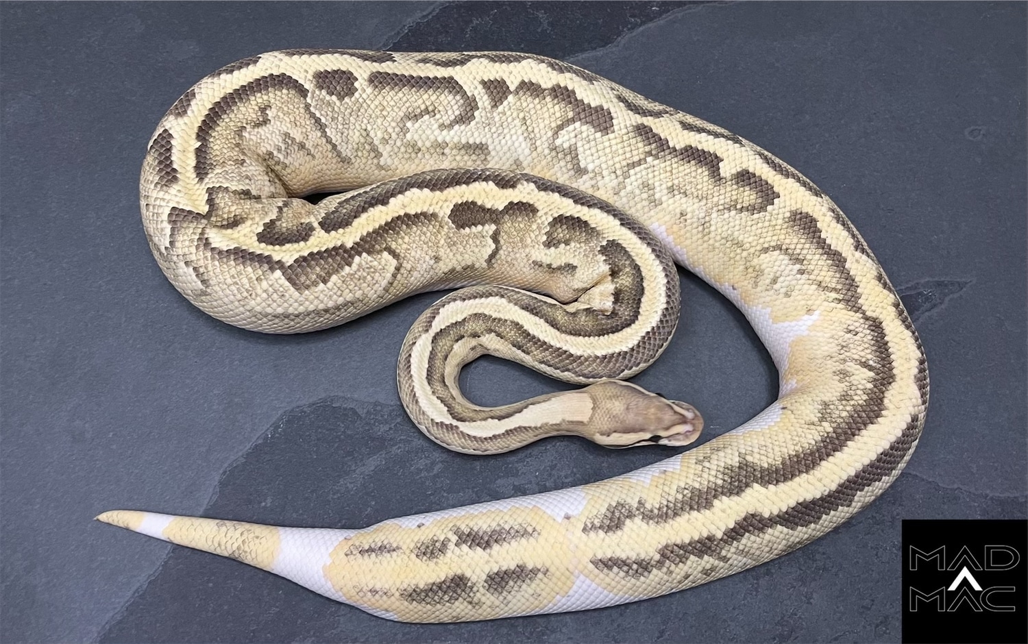 Disco Inferno Ball Python by Mad Mac Pythons LLC - MorphMarket