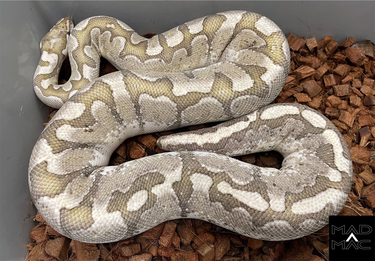 Bamboo Fire Ball Python by Mad Mac Pythons LLC - MorphMarket