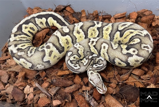 Sapphire Firefly 100% Het Hypo Ball Python by Mad Mac Pythons