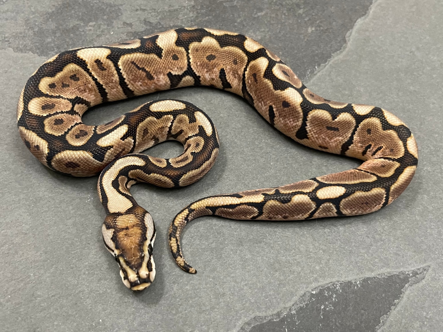 Black Pastel Spotnose Spider Het Clown Pos Het Hypo Ball Python by Mad ...