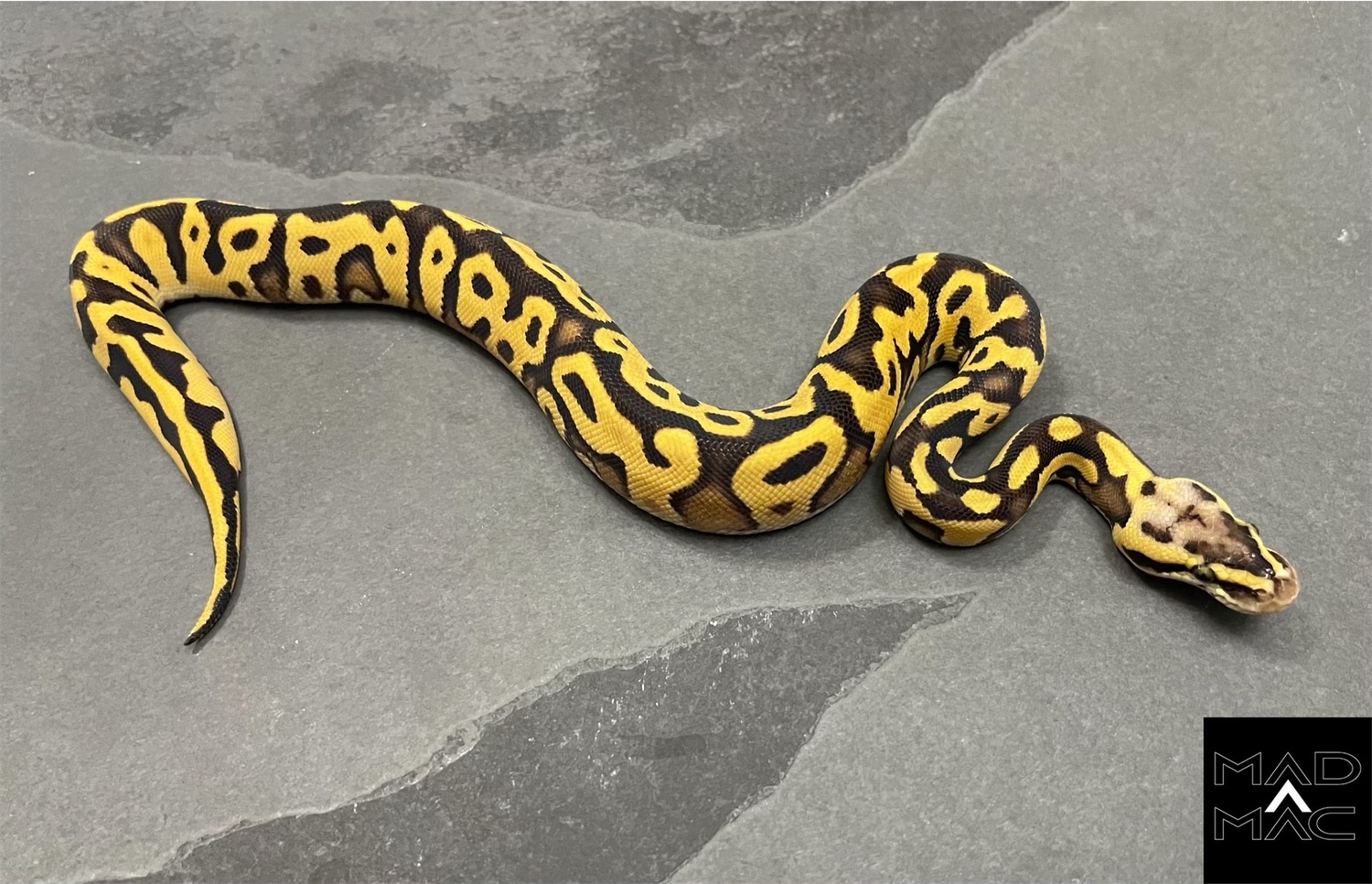 Leopard Orange Dream Pastel Het Clown Ball Python by Mad Mac Pythons ...
