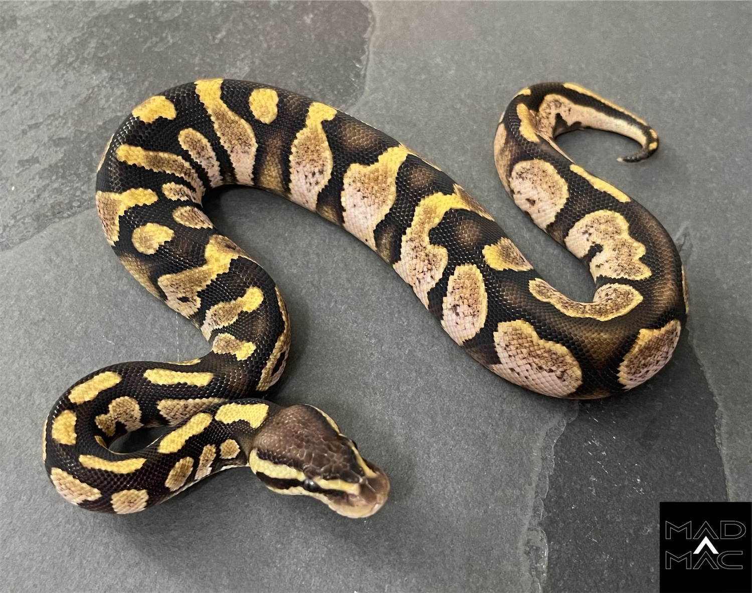 Chocolate Calico Pastel Het DG Pos DH Clown Hypo Ball Python by Mad Mac ...