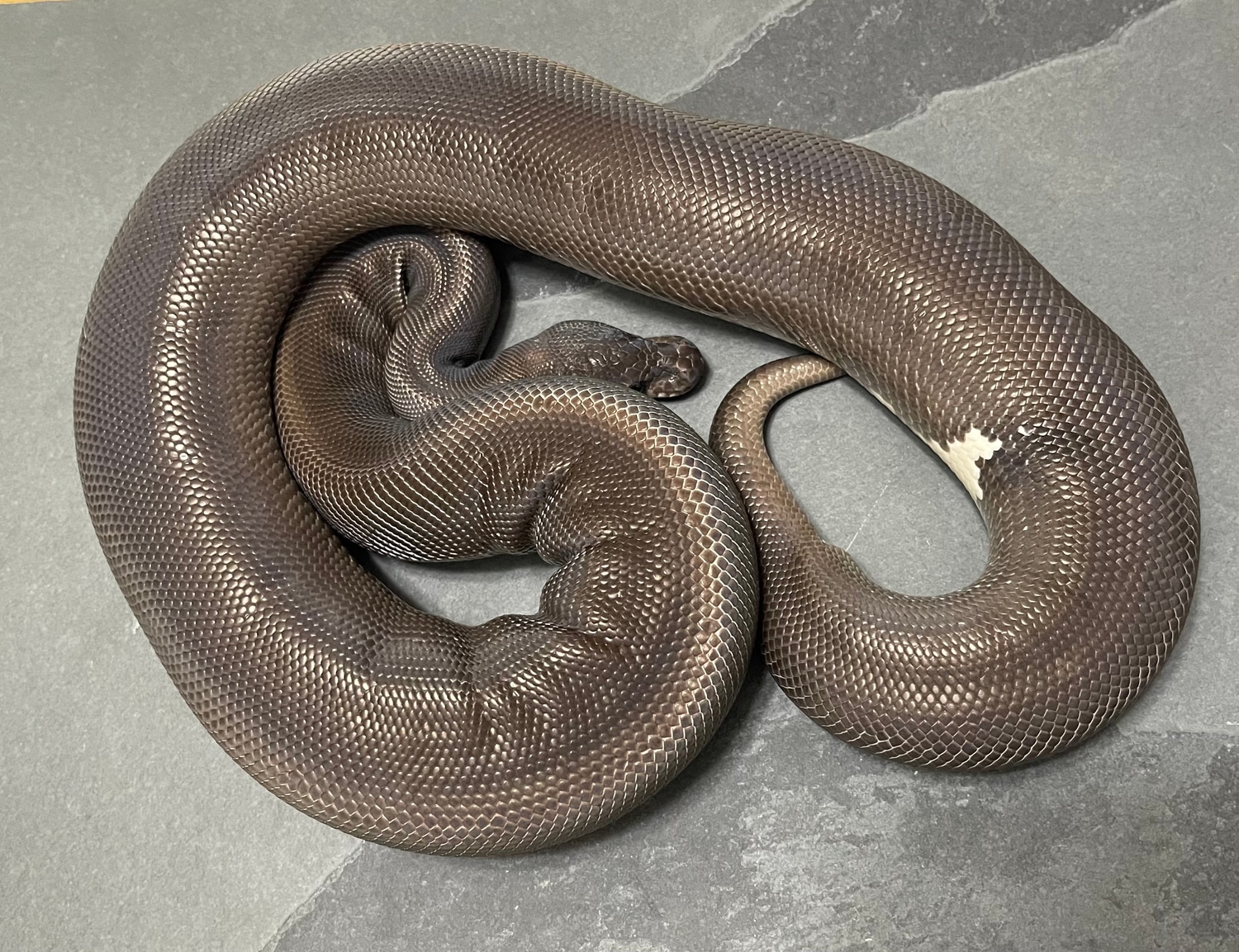 Super Black Pastel Pos YB Pos Het Pied Ball Python by Mad Mac Pythons ...