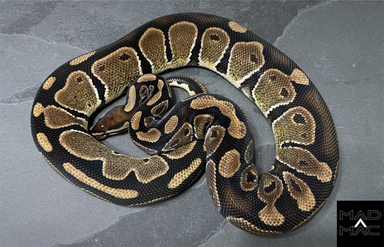 RTB PAIR DH LIGHTNING TSK Axanthic Pied 1.1 Ball Python by Mad Mac Pythons