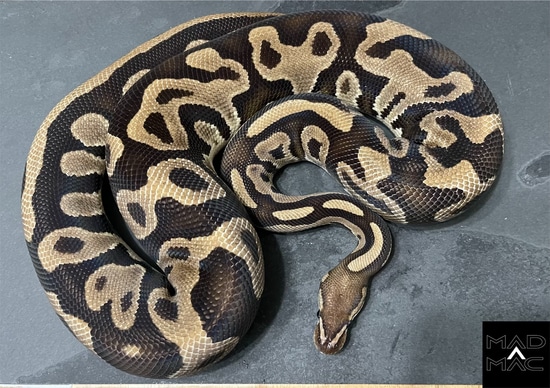 Leopard Het Clown Ball Python by Mad Mac Pythons