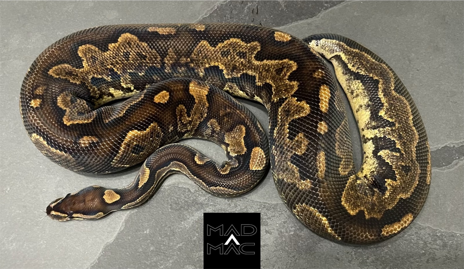 Sapphire Calico Yellowbelly Ball Python by Mad Mac Pythons - MorphMarket
