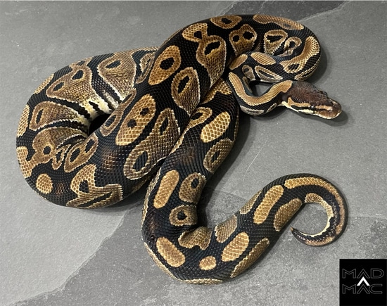 Het Desert Ghost Ball Python by Mad Mac Pythons