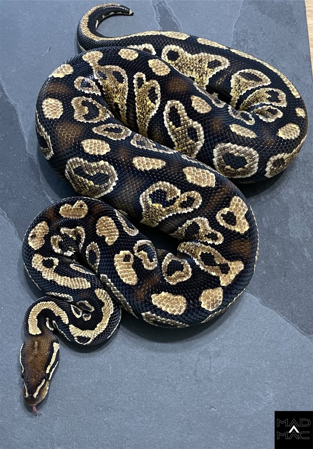 Hurricane Pos Het Clown Ball Python by Mad Mac Pythons LLC - MorphMarket