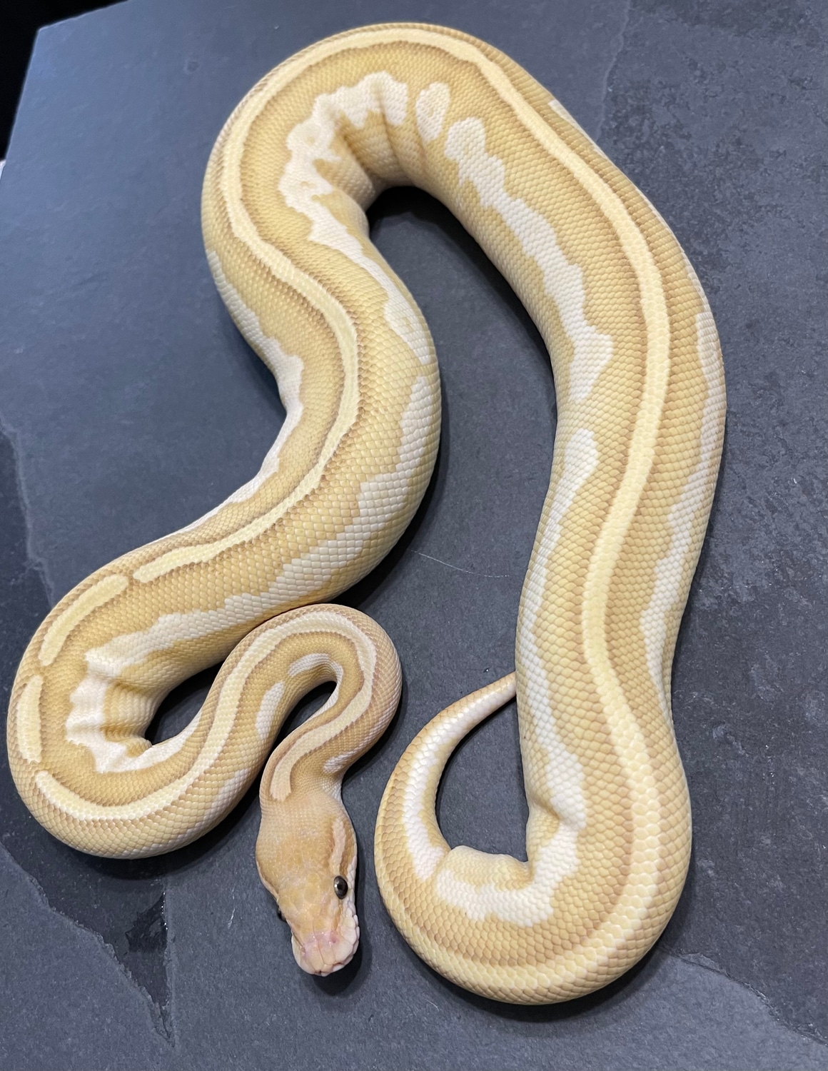 Bongo Banana Lesser Ball Python by Mad Mac Pythons - MorphMarket