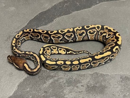 Hurricane Ball Python by Mad Mac Pythons