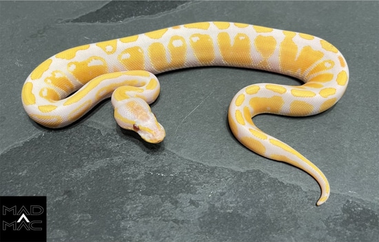 Lavender Albino 50% Het Clown Ball Python by Mad Mac Pythons
