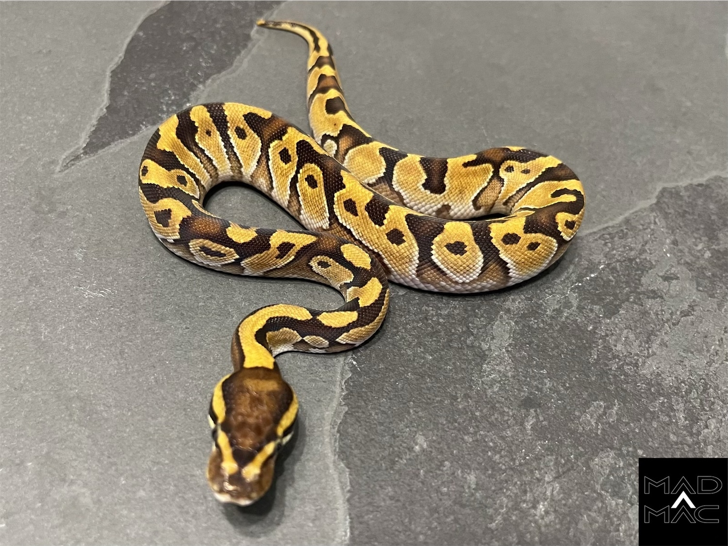 Phantom Enchi (Pos Orange Dream) 100% Het Clown 50% Het TSK Axanthic ...