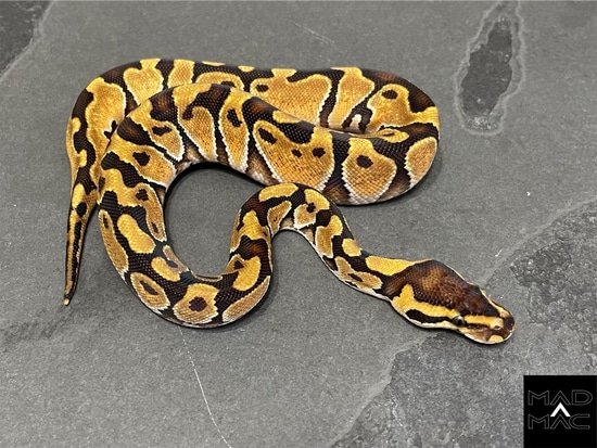 Phantom Enchi Orange Dream 100% Het Clown 50% Het TSK Axanthic Ball ...