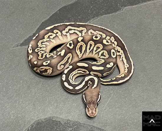 Hypo Black Pastel Mojave Ball Python by Mad Mac Pythons